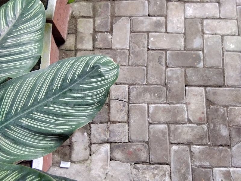 Leaf on block stock photo. Image of popular, monstera - 215185646