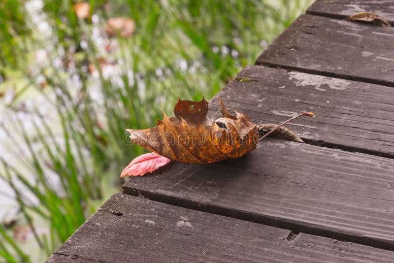 Leaf stock image. Image of leaf, fall, grass, walk, nature - 80020161