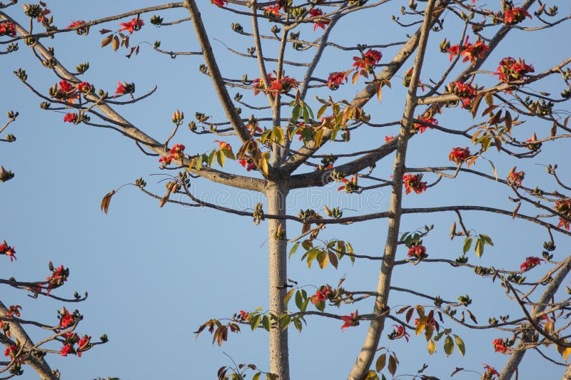 Leaf of Bombax ceiba tree stock image. Image of tropical - 108423747