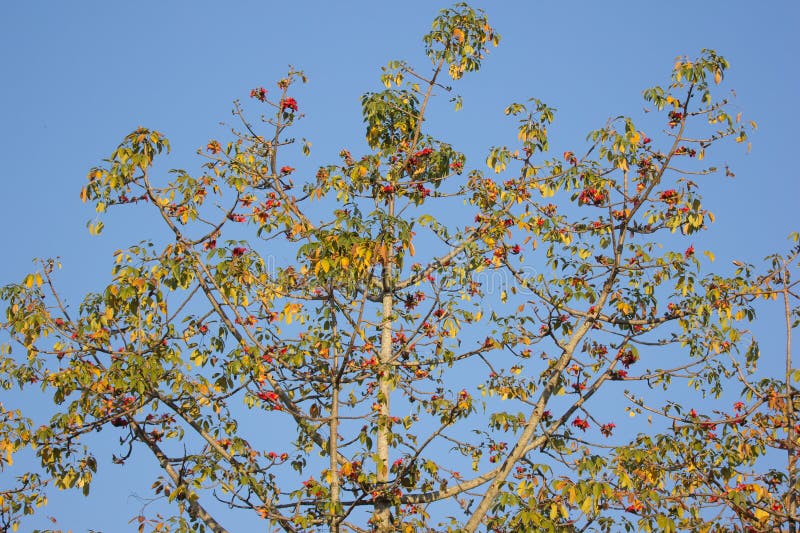 Leaf of Bombax ceiba tree stock image. Image of tropical - 108423747