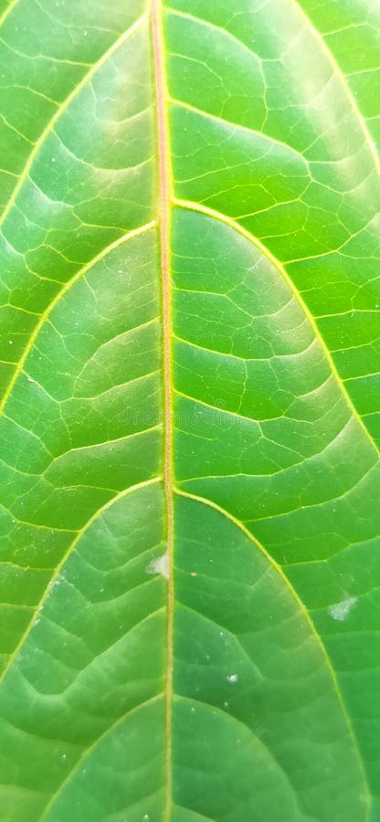 428 Bone Leaves Pattern Stock Photos - Free & Royalty-Free Stock Photos ...