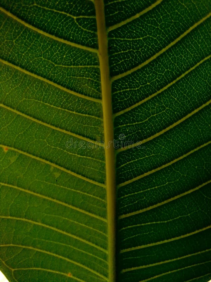 Leaf Bone of Plant. Franggipani Leaf. Stock Photo Stock Image - Image ...