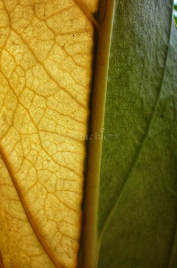 Leaf bones stock photo. Image of plant, leaves, beautiful - 132510148