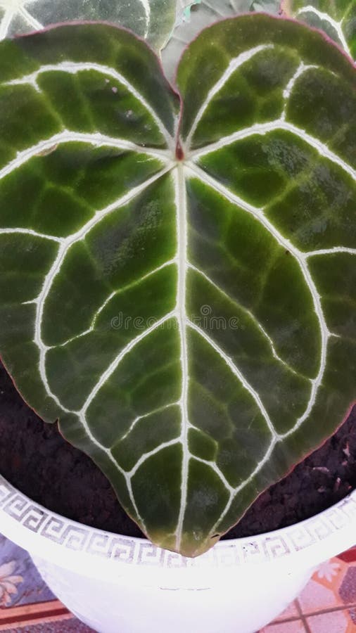 Leaf Bones of Caladia stock photo. Image of plant, detail - 203677654
