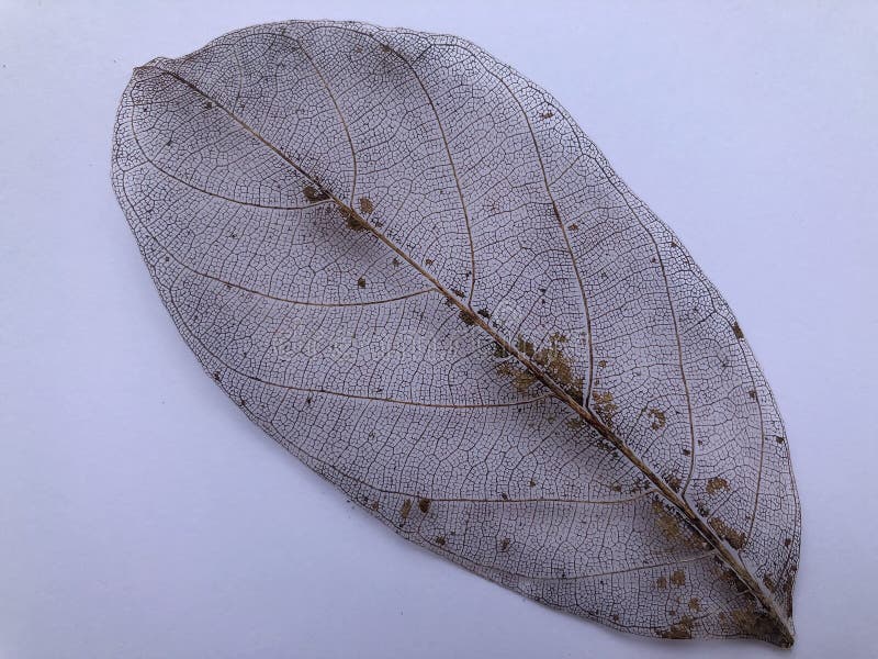 Leaf Bones from Jackfruit Tree Leaves Stock Image - Image of brown ...