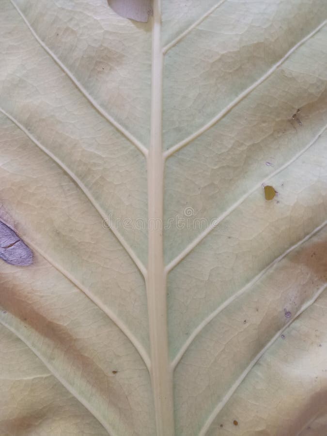 Leaf Bones from Old Leaves that Have Turned Yellow Stock Photo - Image ...