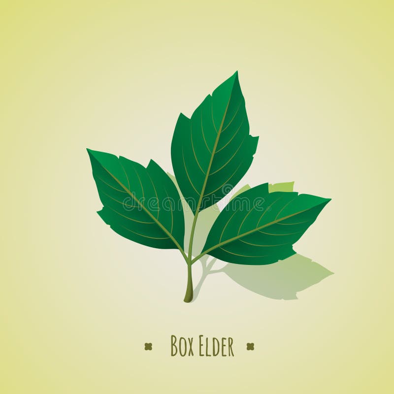 19_LEAF1_2 stock illustration. Illustration of botany - 185035784