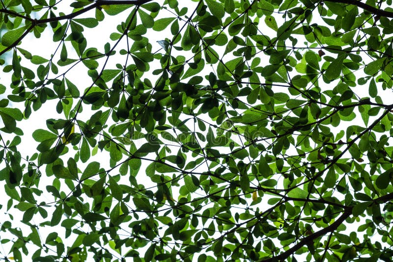 Leaf and branch background stock image. Image of design - 193512957