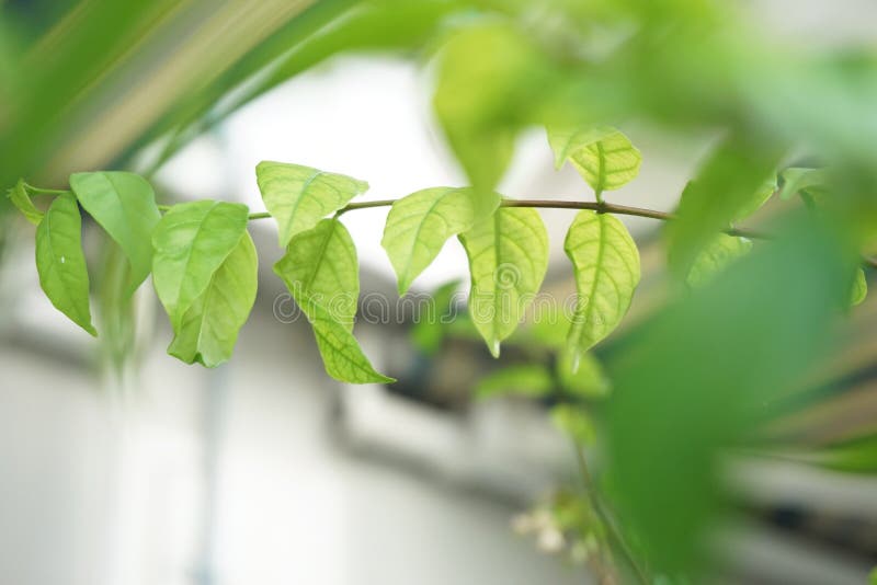 Leaf Branch in a Straight Line Stock Image - Image of nature, plant ...