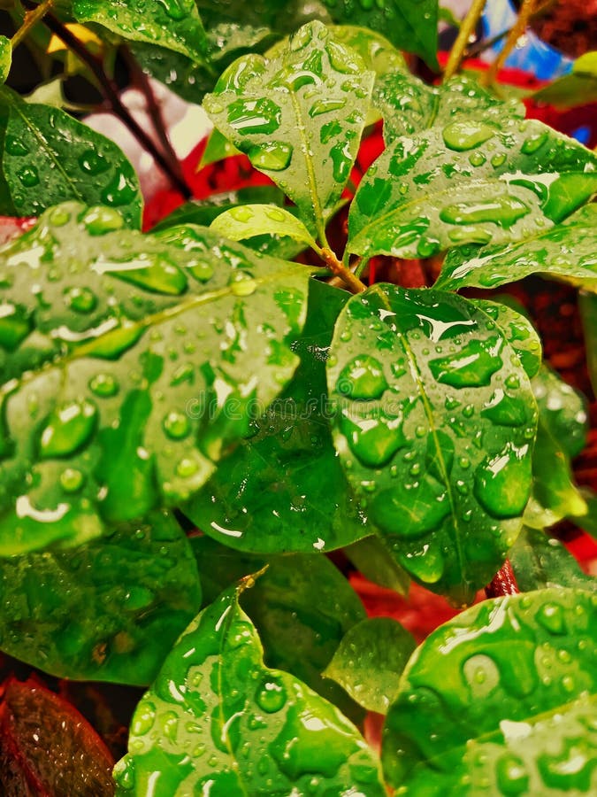 Leaf, Branch, Tree, Green, Water, Rain, Cool, Branch Stock Image ...