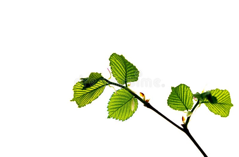 Leaf, Branch, Tree, Plant stock image. Image of branch - 119034573