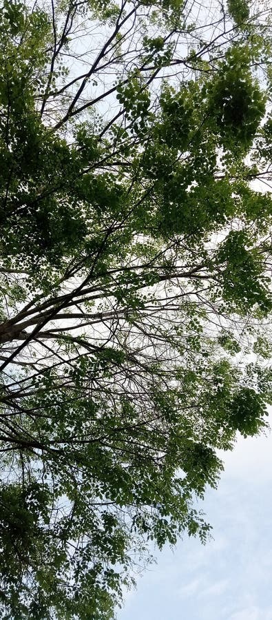 Flanera Stock Photos - Free & Royalty-Free Stock Photos from Dreamstime