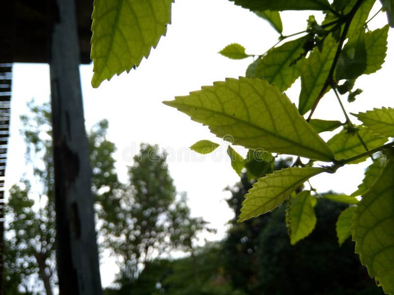 Leaf and bright stock image. Image of profesional, cahaya - 219202961