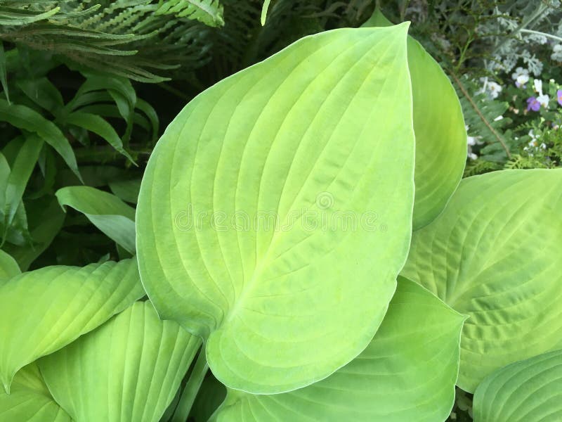 Bright Large Bold Teardrop Leaf Stock Photos - Free & Royalty-Free ...