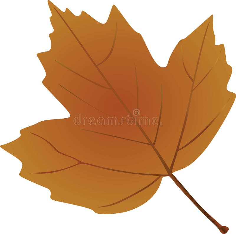 Leaf stock vector. Illustration of vector, autumn, brown - 79683959