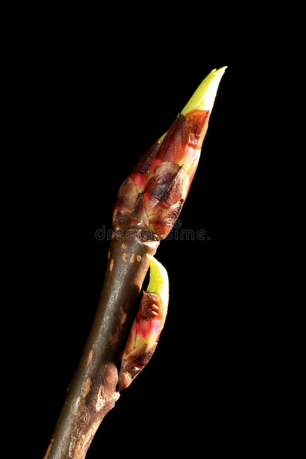 Leaf bud stock photo. Image of dark, green, spring, born - 4622168