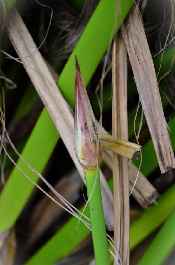 The Interesting Leaf Bud of Cyperus Papyrus Stock Image - Image of ...