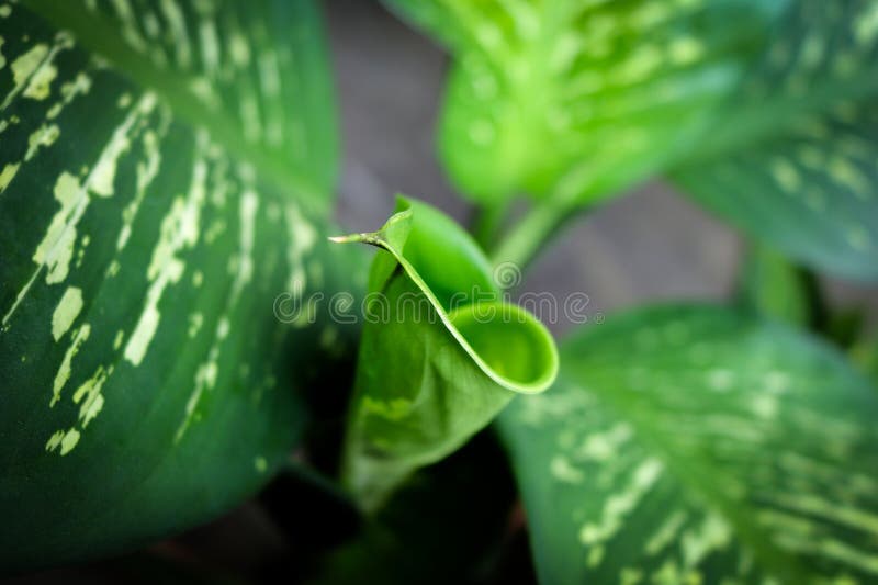 Leaf bud of dieffenbachia stock photo. Image of grass - 294130516