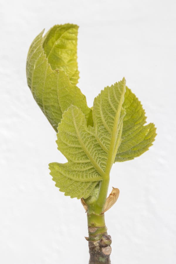 Leaf Bud on a Fig Tree stock image. Image of green, fresh - 178662103