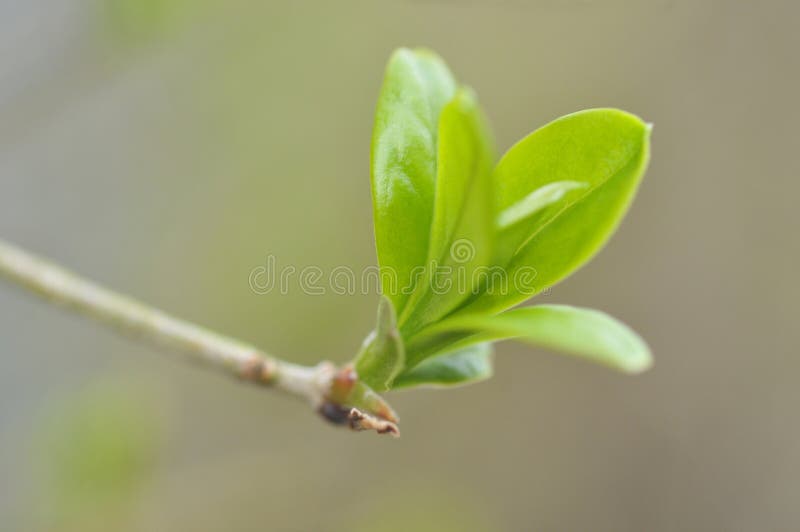 Leaf Bud on a Shrub Close Up Stock Image - Image of nature, macro ...