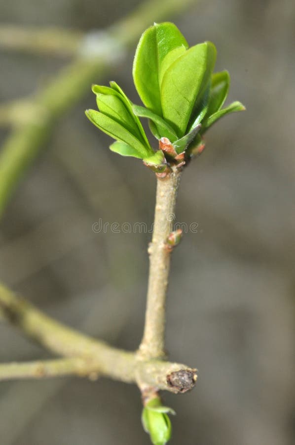 Leaf Bud on a Shrub in Spring Close Up Stock Image - Image of season ...