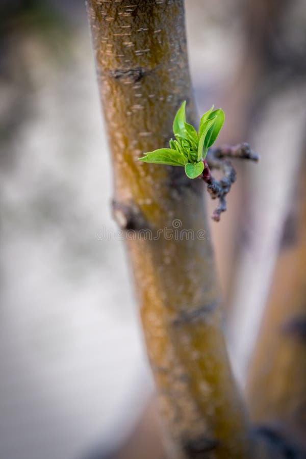 Extreme Close Up of Leaf Bud Stock Image - Image of people, branch ...