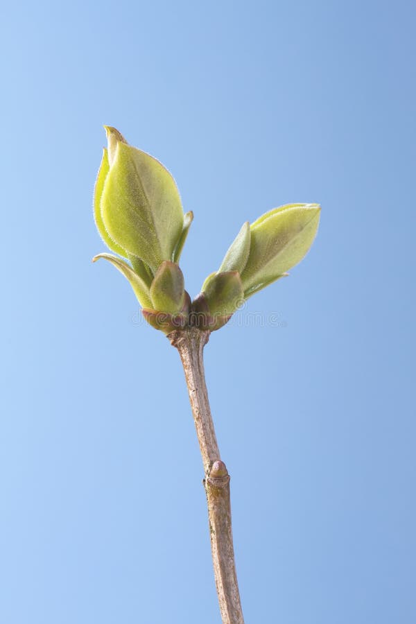 Leaf buds stock photo. Image of life, foliage, gardening - 18671868