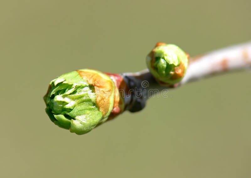 Leaf Buds Picture. Image: 687527