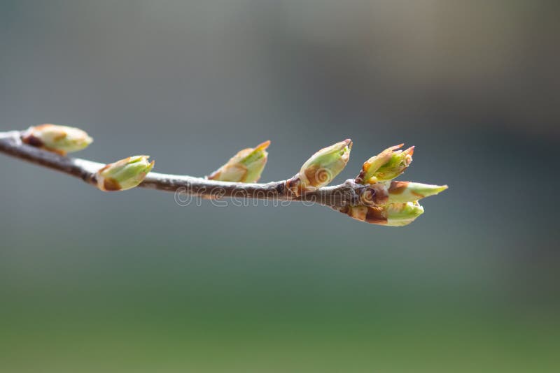 Leaf Buds on Branch stock photo. Image of orange, branch - 207468374