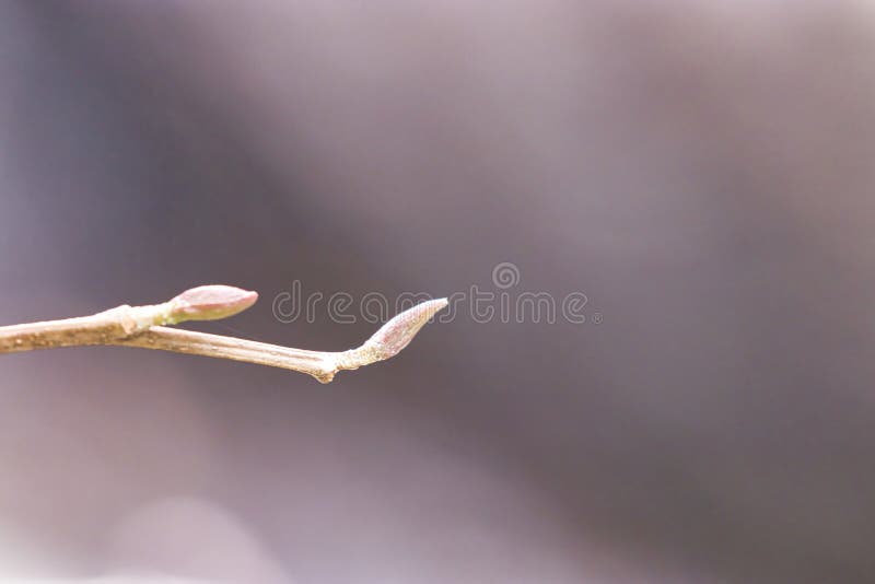 Leaf Buds on the End of a Tree Branch Stock Image - Image of space ...