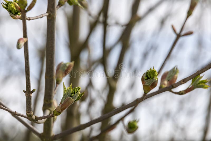 Leaf Buds of the Maple Tree Stock Image - Image of maple, shoots: 319397271