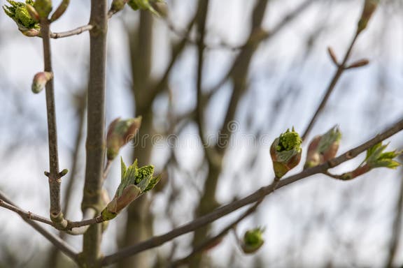 Leaf Buds of the Maple Tree Stock Image - Image of maple, shoots: 319397271