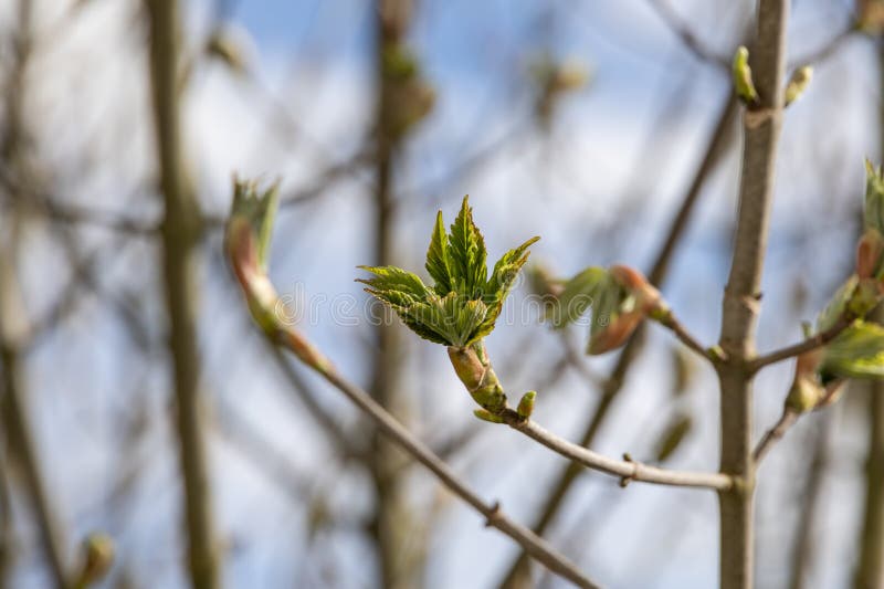 Leaf Buds of the Maple Tree Stock Image - Image of nature, botany ...