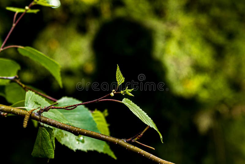 Leaf Buds Open on Trees in Spring. Stock Photo - Image of beauty ...