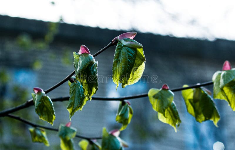 Leaf Buds Open on Trees in Spring. Stock Photo - Image of botanical ...