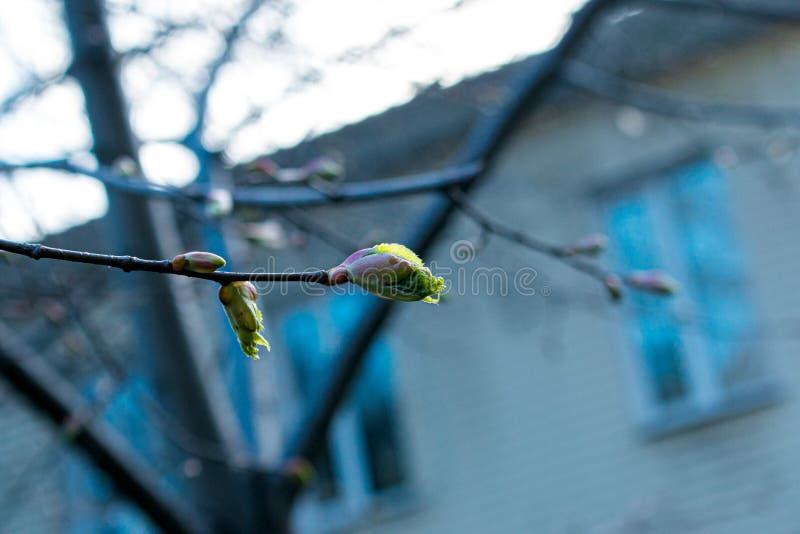 Leaf Buds Open on Trees in Spring. Stock Image - Image of young, hope ...