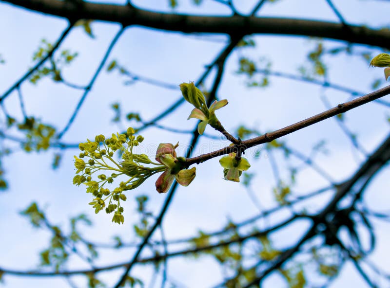 Leaf Buds Open on Trees in Spring. Stock Image - Image of forest ...