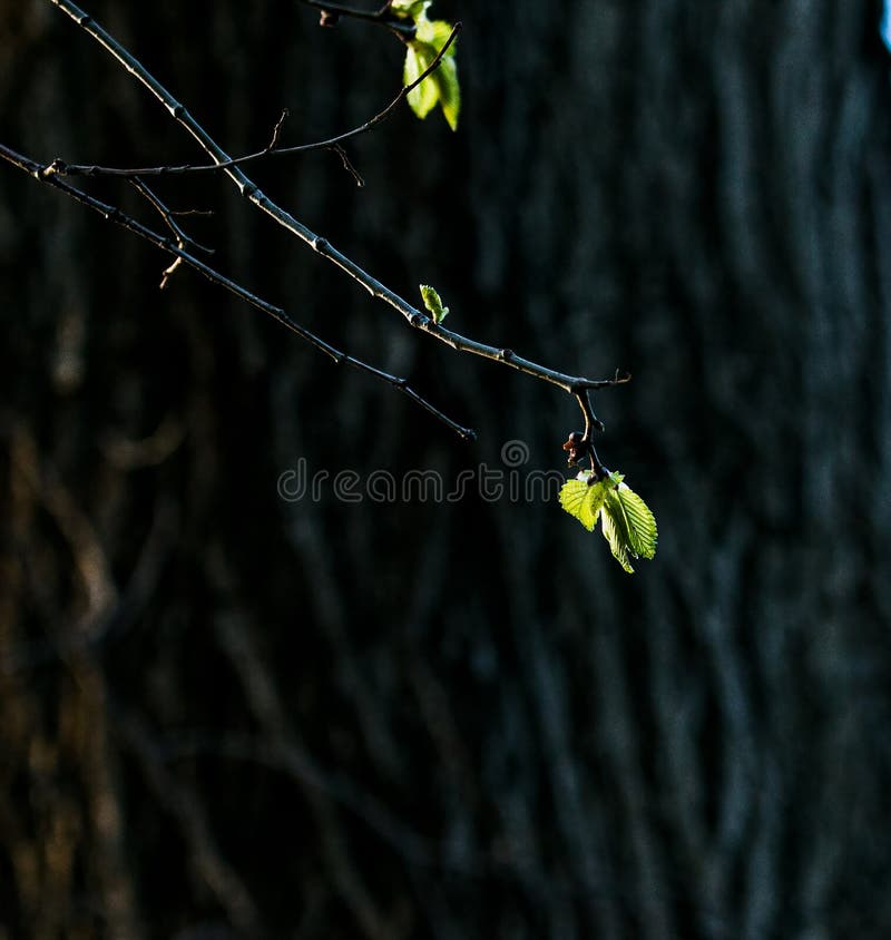 Leaf Buds Open on Trees in Spring. Stock Photo - Image of branch, fresh ...