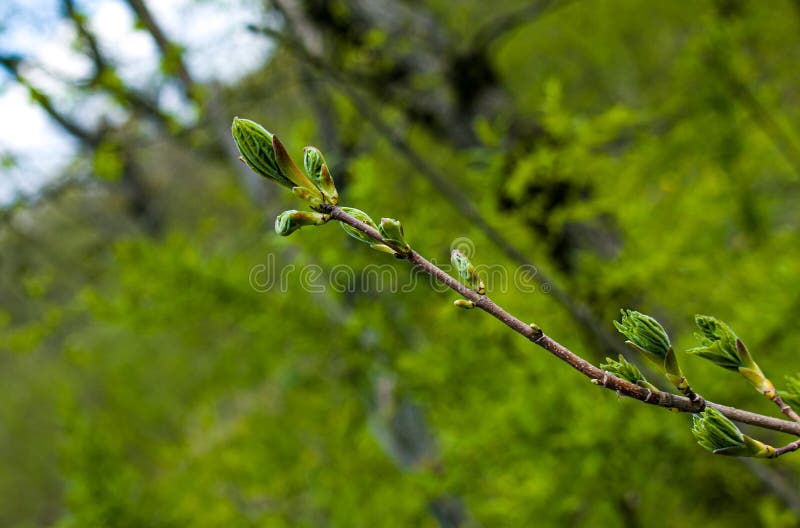 Leaf Buds Open on Trees in Spring. Stock Image - Image of life, brown ...