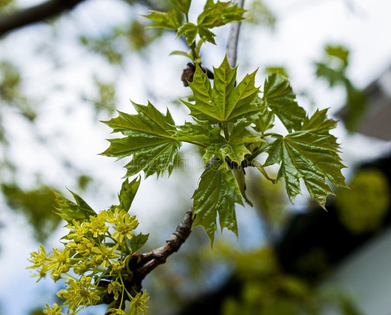 Leaf Buds Open on Trees in Spring. Stock Photo - Image of bright, leaf ...