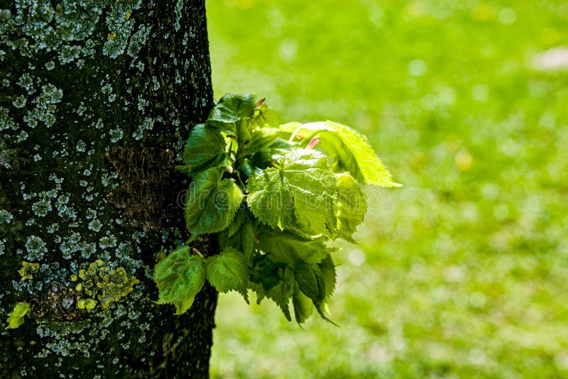 Leaf Buds Open on Trees in Spring Stock Image - Image of light, closeup ...