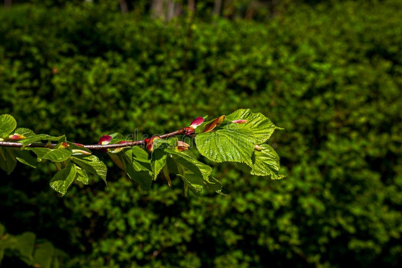 Leaf Buds Open on Trees in Spring. Stock Photo - Image of forest ...