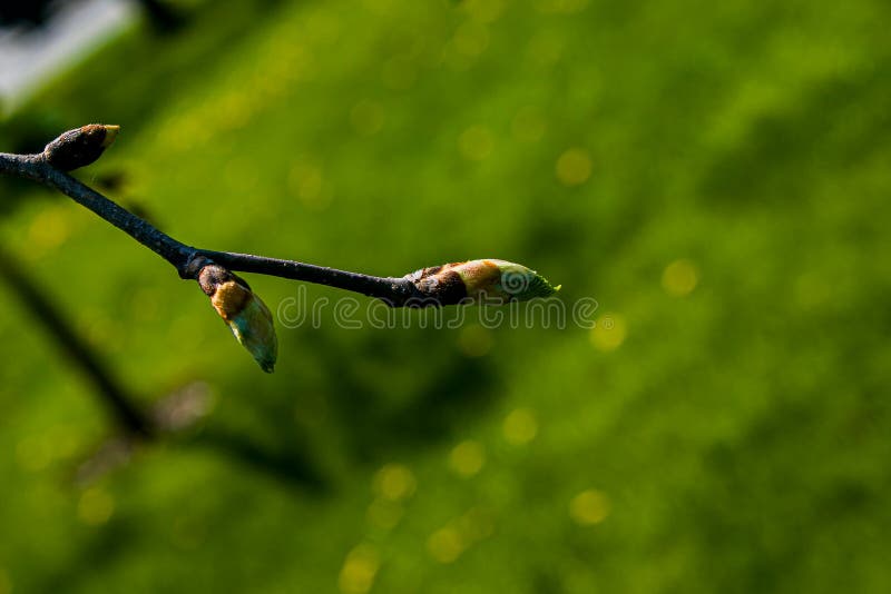 Leaf Buds Open on Trees in Spring. Stock Image - Image of light ...