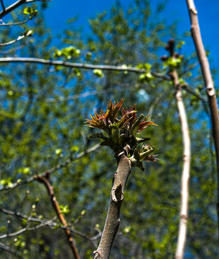 Leaf Buds Open on Trees in Spring. Stock Image - Image of growth, trees ...