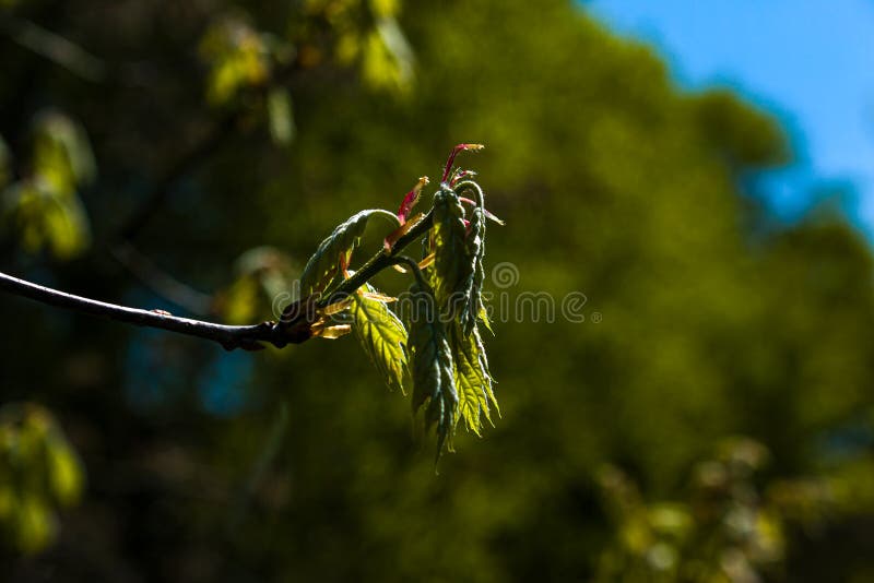 Leaf Buds Open on Trees in Spring. Stock Image - Image of season ...