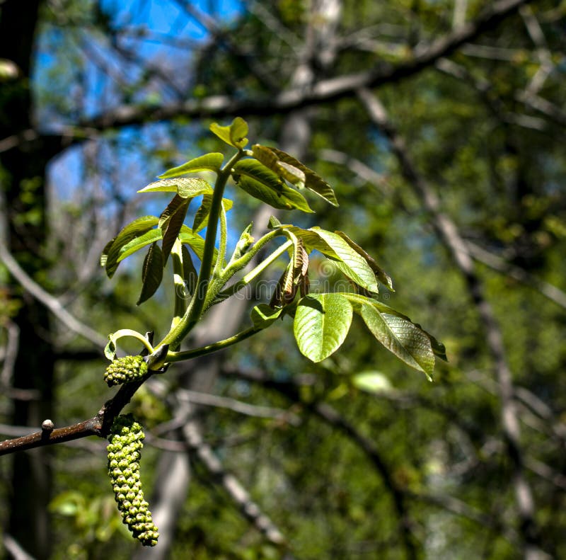 Leaf Buds Open on Trees in Spring. Stock Image - Image of sunny, flora ...