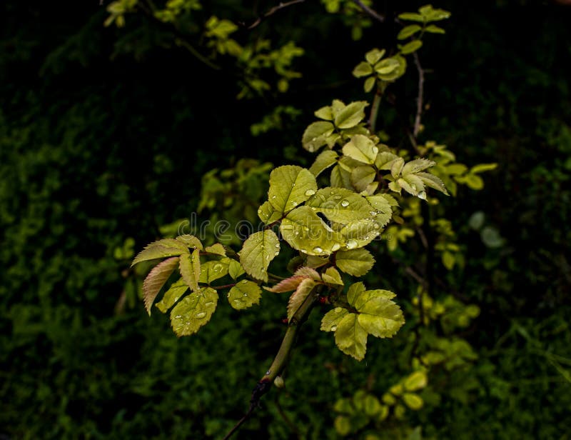Leaf Buds Open on Trees in Spring. Stock Photo - Image of life, buds ...