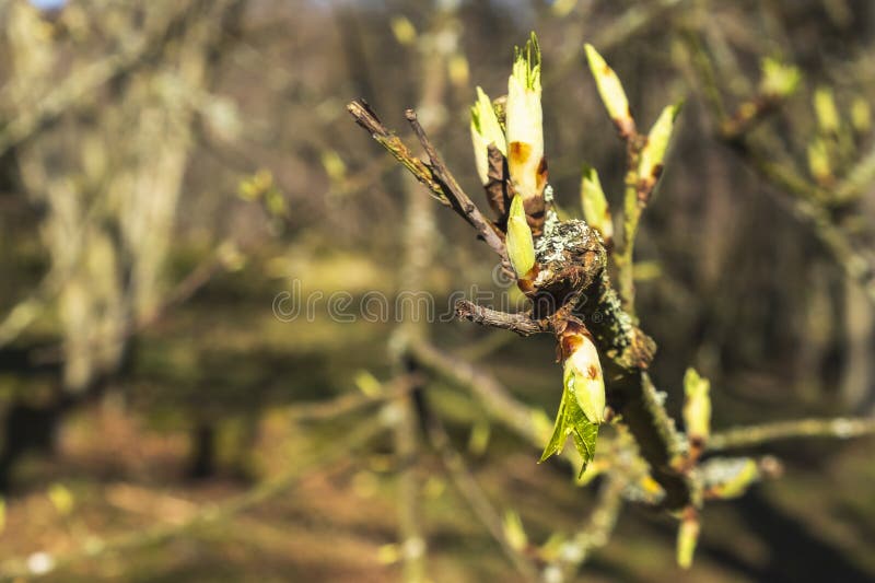 Leaf buds at spring stock photo. Image of environment - 273924812