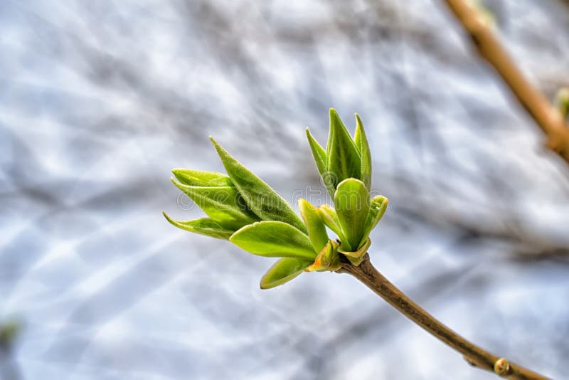 Leaf buds in spring season stock photo. Image of branch - 70541044