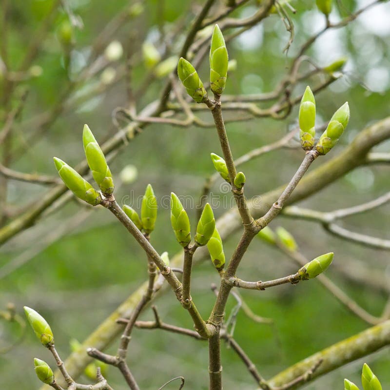 Leaf Buds of a Sycamore Tree - Acer Pseudoplatanu Stock Image - Image ...